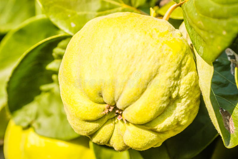 Organic Quinces on the Tree Stock Photo - Image of autumn, diet: 102680772