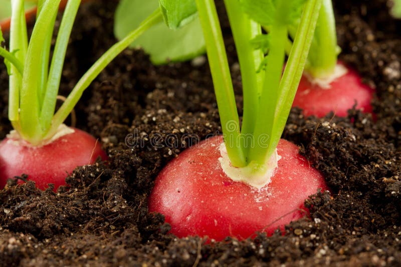 Organic Radish Grows in the Ground Stock Photo - Image of ideas ...