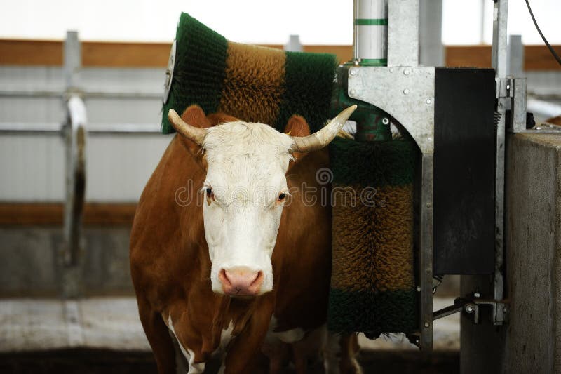 Organic Raised Cow in Full Brushing Process. Industrial Cattle Brushing ...