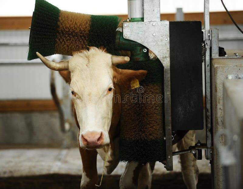 Organic Raised Cow in Full Brushing Process. Industrial Cattle Brushing ...