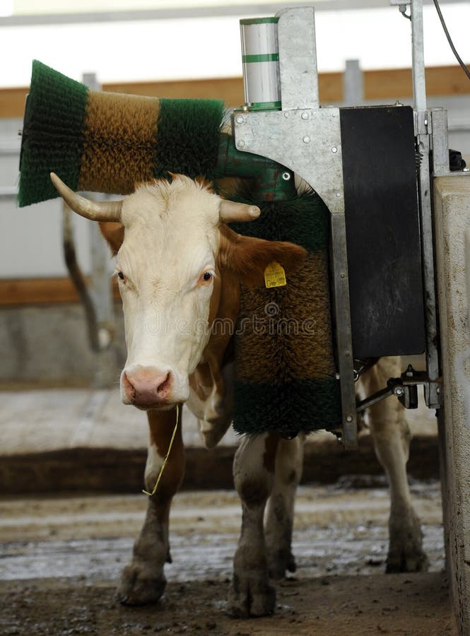 Organic Raised Cow in Full Brushing Process. Industrial Cattle Brushing ...