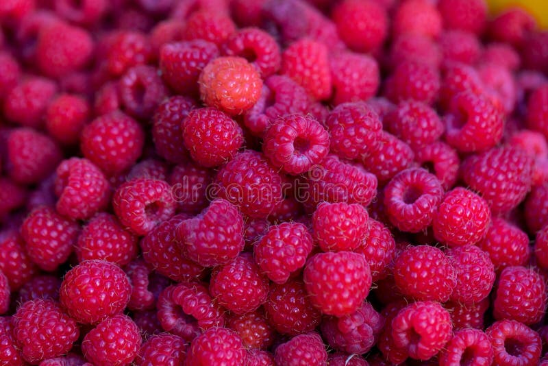 Organic raspberries stock image. Image of macro, harvest - 155498087