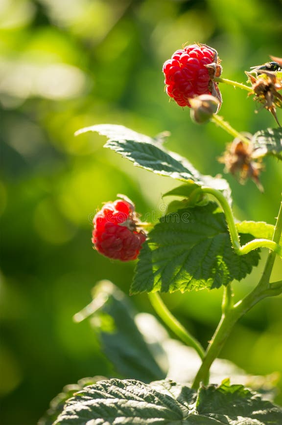 Organic raspberries stock image. Image of ripe, natural - 33074947