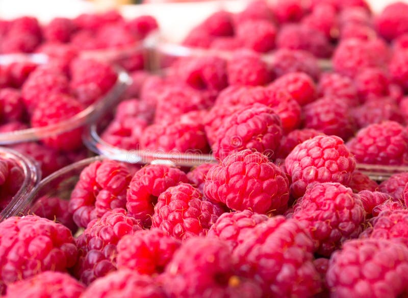 Organic raspberry - berry stock photo. Image of freshness - 25778568