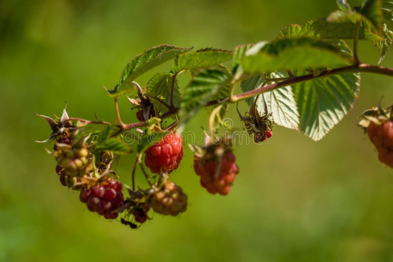 Organic Raspberry Crops with Ants Stock Image - Image of person, crops ...