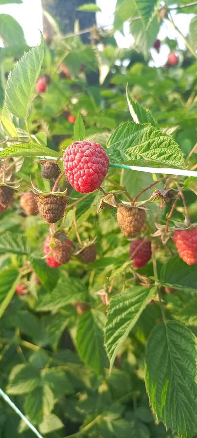 Organic Raspberry in Serbia Stock Image - Image of health, food: 250173615