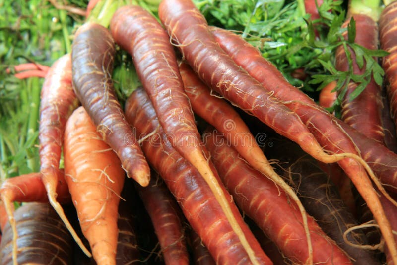 Organic Raw Black and Orange Carrots from the Farm Stock Image - Image ...