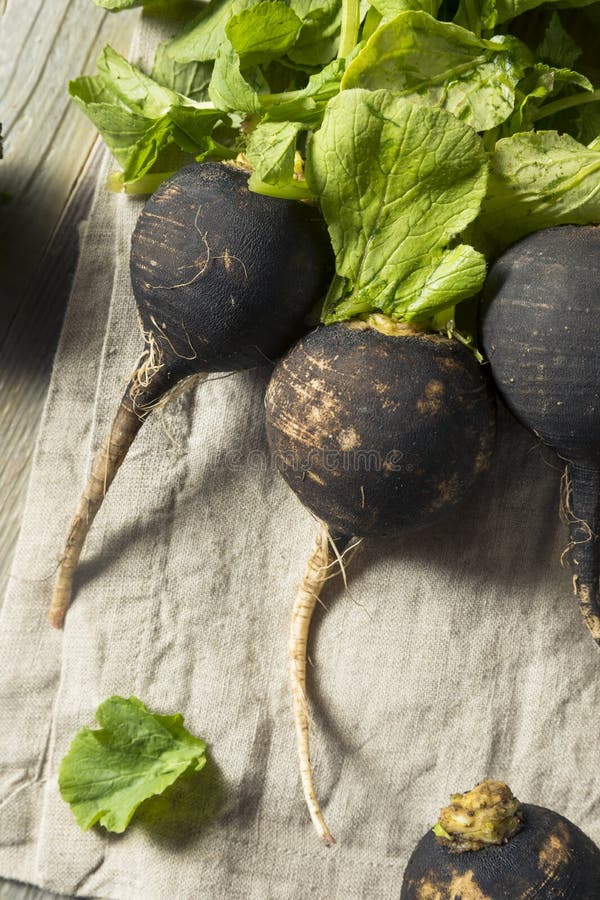 Organic Raw Black Radishes stock photo. Image of unwashed - 111190422