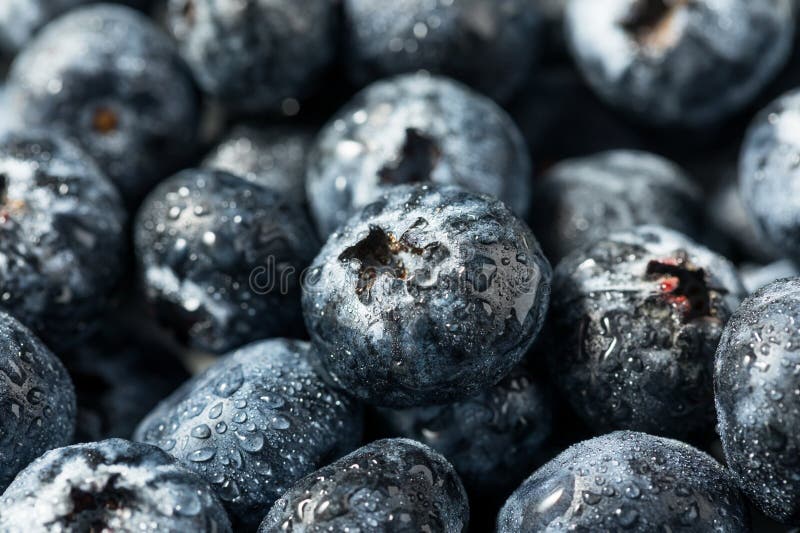 Organic Raw Blue Blueberries Stock Image - Image of freshness, ripe ...