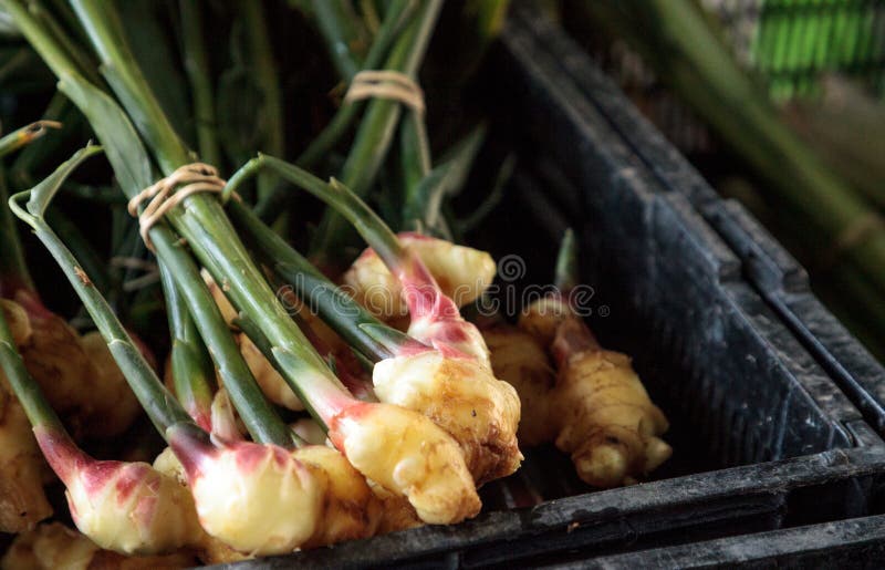Organic raw ginger root stock image. Image of digestive - 101140345