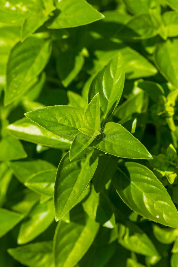Organic Raw Green Basil Leaves on a Plant Stock Photo - Image of fresh ...