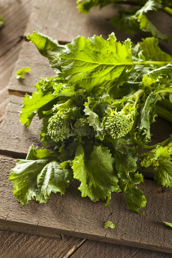 Organic Raw Green Broccoli Rabe Rapini Stock Photo - Image of ...