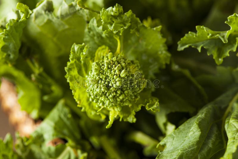 Organic Raw Green Broccoli Rabe Rapini Stock Image - Image of raab ...