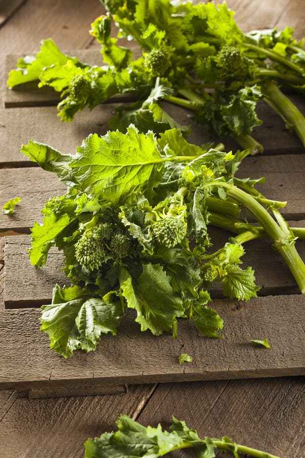 Organic Raw Green Broccoli Rabe Rapini Stock Image - Image of vegetable ...