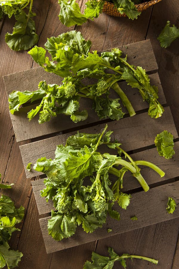 Organic Raw Green Broccoli Rabe Rapini Stock Photo - Image of rabe ...