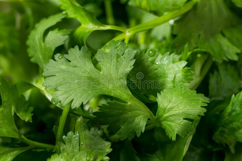 Organic Raw Green Cilantro Herbs Stock Image - Image of food ...
