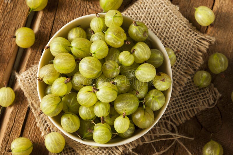 Organic Raw Green Gooseberries Stock Photo - Image of ingredient, green ...