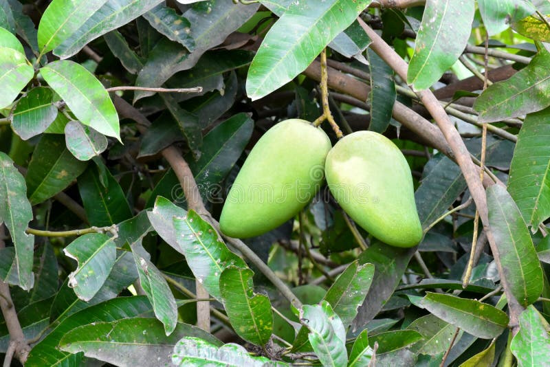 Raw mangoes stock image. Image of mangoes, plant, organic - 181736831