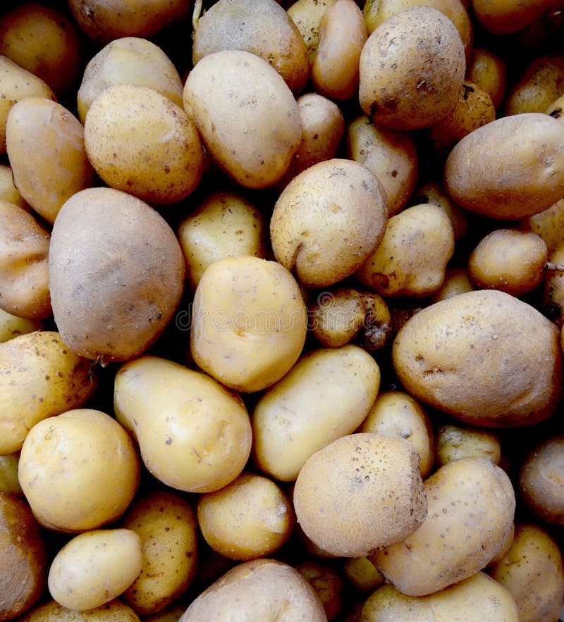 Organic raw potato stock image. Image of cooking, hungry - 57987097