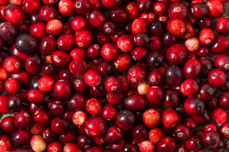 Organic Raw Red Cranberries Stock Image - Image of sweet, dessert ...