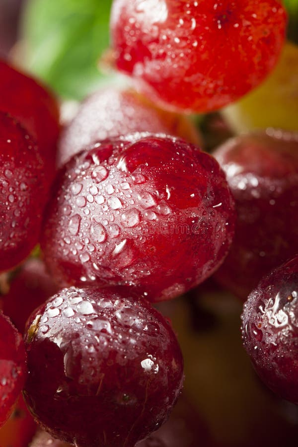 Organic Raw Red Grapes stock photo. Image of berry, juicy - 44473168