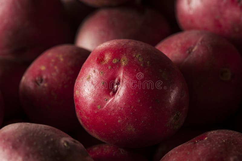 Organic Raw Red Potatoes stock photo. Image of groceries - 49548956