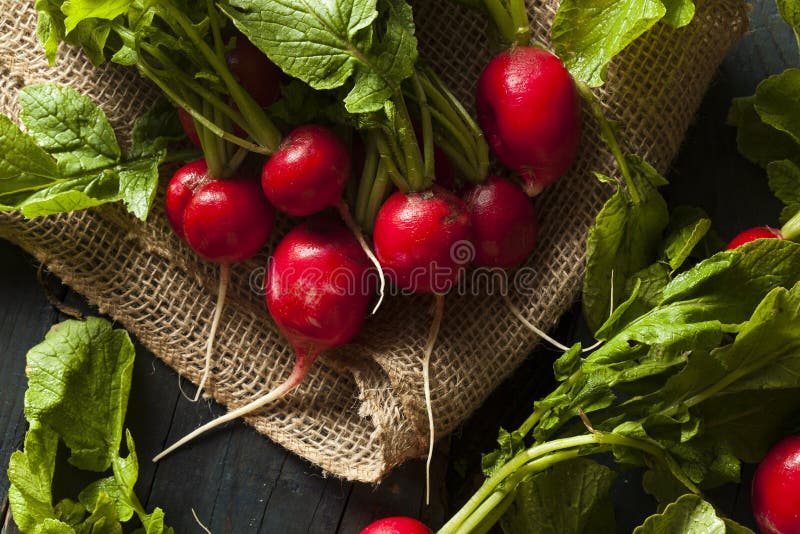 Organic Raw Red Radishes stock photo. Image of root, vegetables - 40730006
