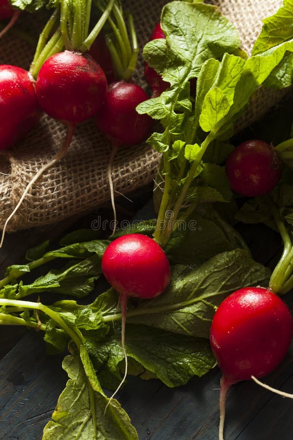 Organic Raw Red Radishes stock image. Image of vegetable - 40730103
