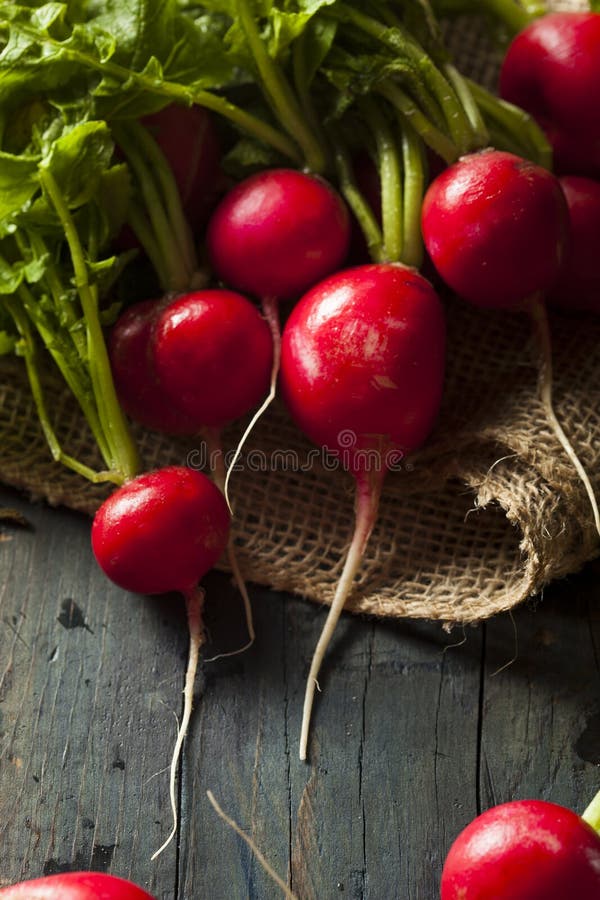Organic Raw Red Radishes stock image. Image of harvest - 40730157
