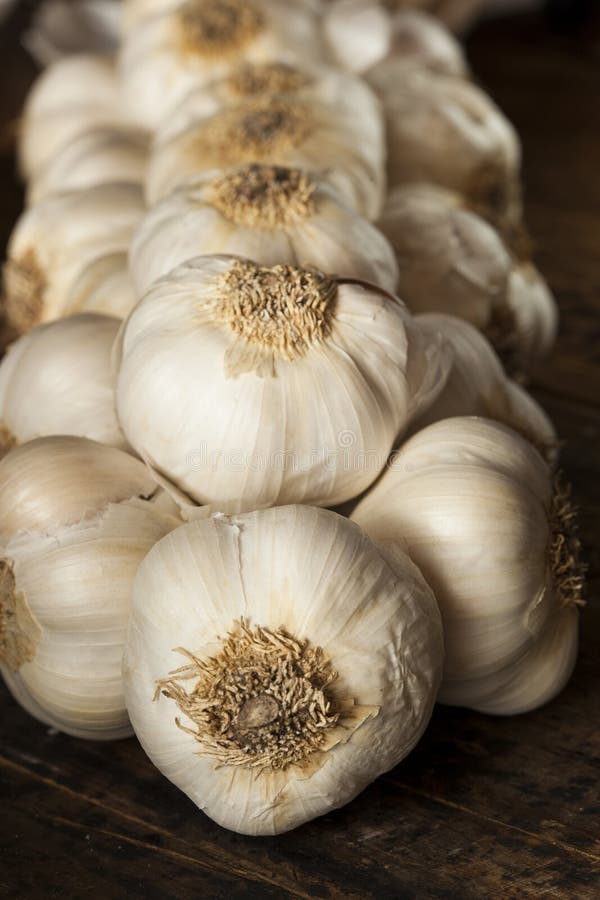Organic Raw White Garlic stock image. Image of food, plant - 40896415