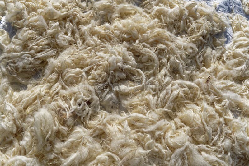 Organic Real Wool Preparing for Using Textile Stock Image - Image of ...