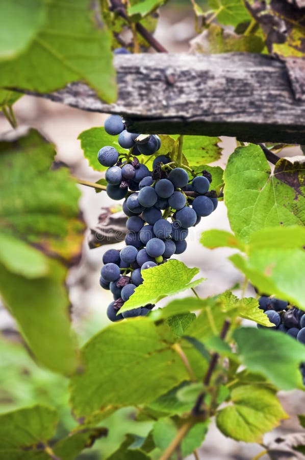 Organic Red American Variety Grapes on the Vine. Stock Image - Image of ...