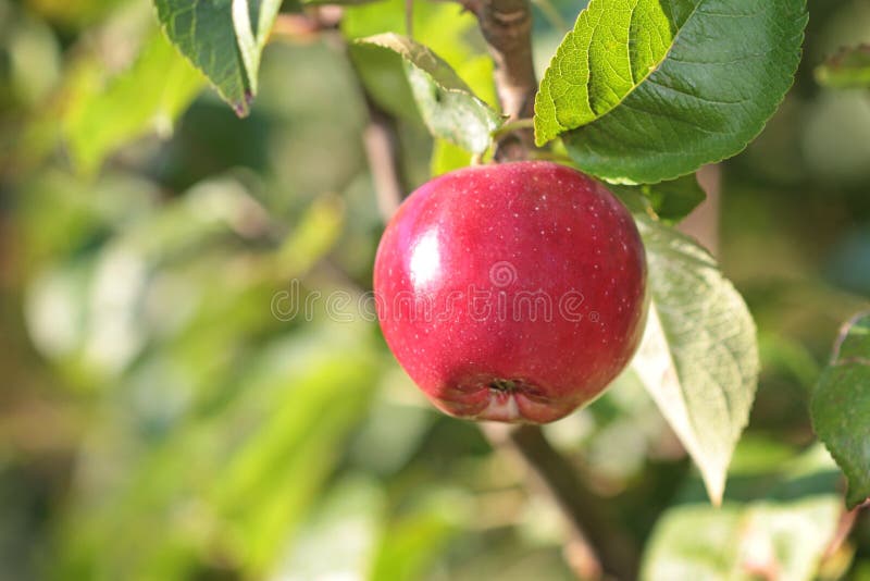 Organic Red Apple on Branch Stock Image - Image of fresh, beautiful ...