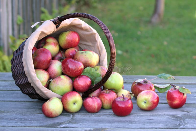 Organic Red Apples in a Basket Stock Photo - Image of eating, picking ...