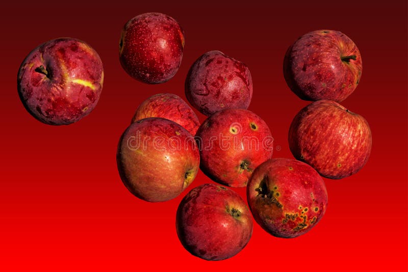 Organic Red Apples. Isolate Stock Image - Image of branch, agriculture ...