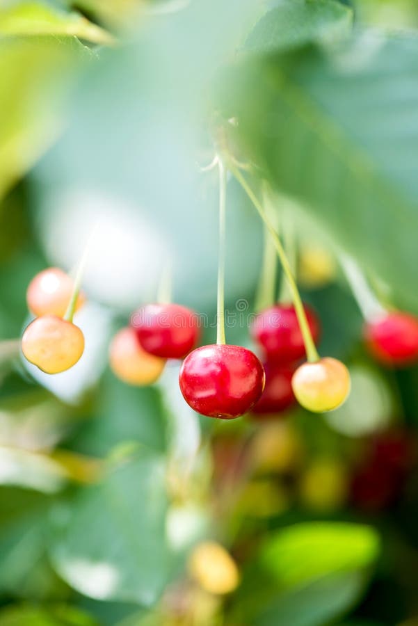 Organic red cheries stock photo. Image of decoration - 95073306