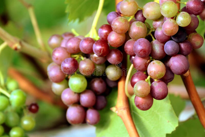 Organic Red Grapes on Branch Stock Image - Image of landscape, grow ...