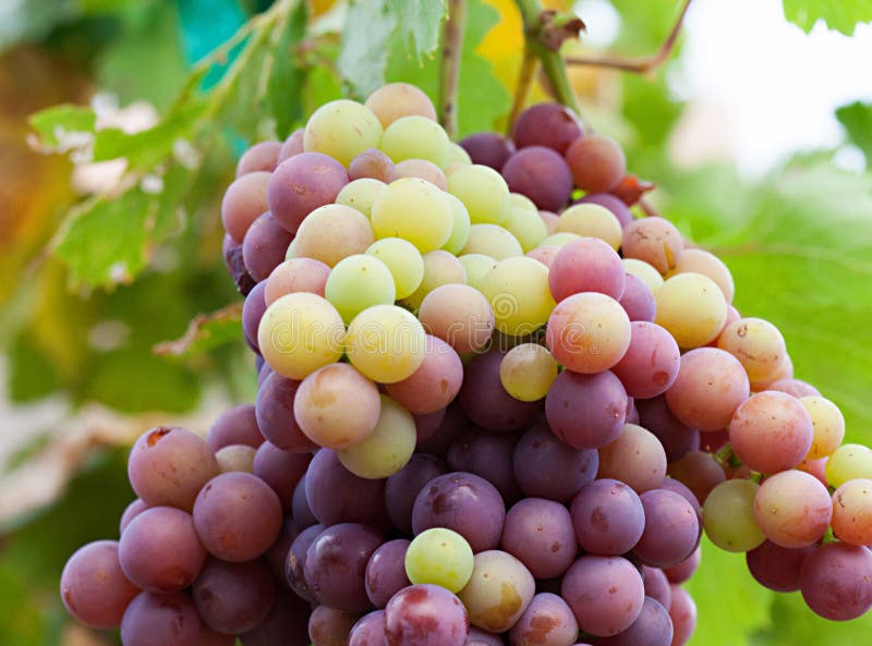 Organic Red Grapes stock image. Image of healthy, horticulture - 95118629