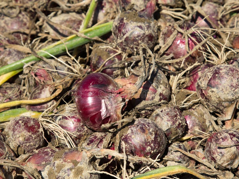 Onions in a field stock photo. Image of plant, organic - 59705796