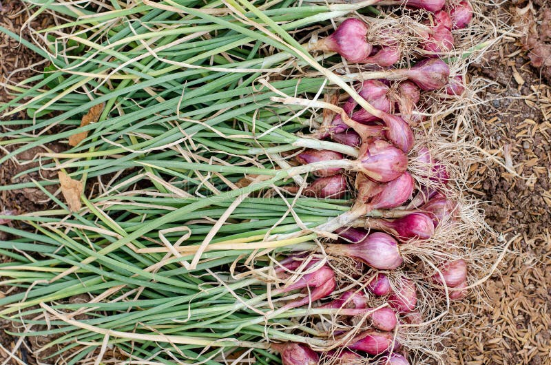 Organic red onion plant stock photo. Image of heap, bundle - 220694266