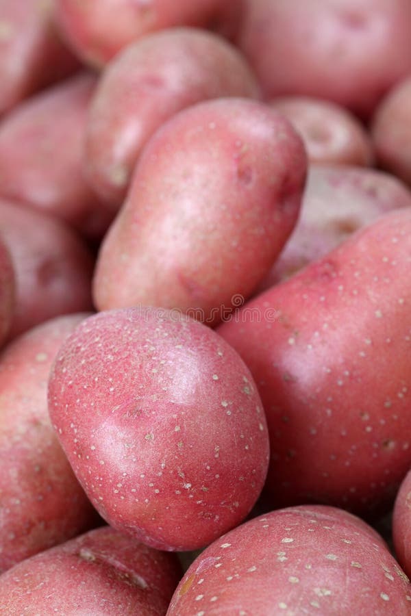 Organic red potatoes stock image. Image of ripe, vegetable - 16590127