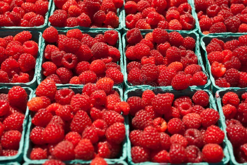 Organic Red Raspberries stock photo. Image of berry, raspberry - 19921322