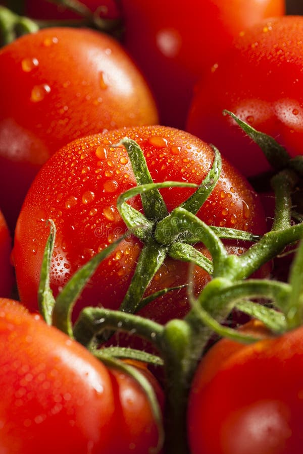 Organic Red Ripe Tomatoes stock photo. Image of agriculture - 38789678