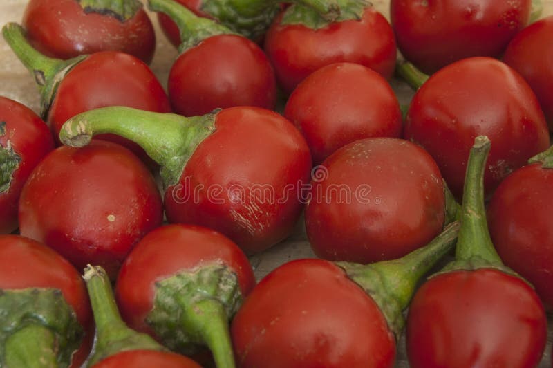 Round Chilli or Dalle Chilli Plant in Backyard Garden at Sikkim, India ...