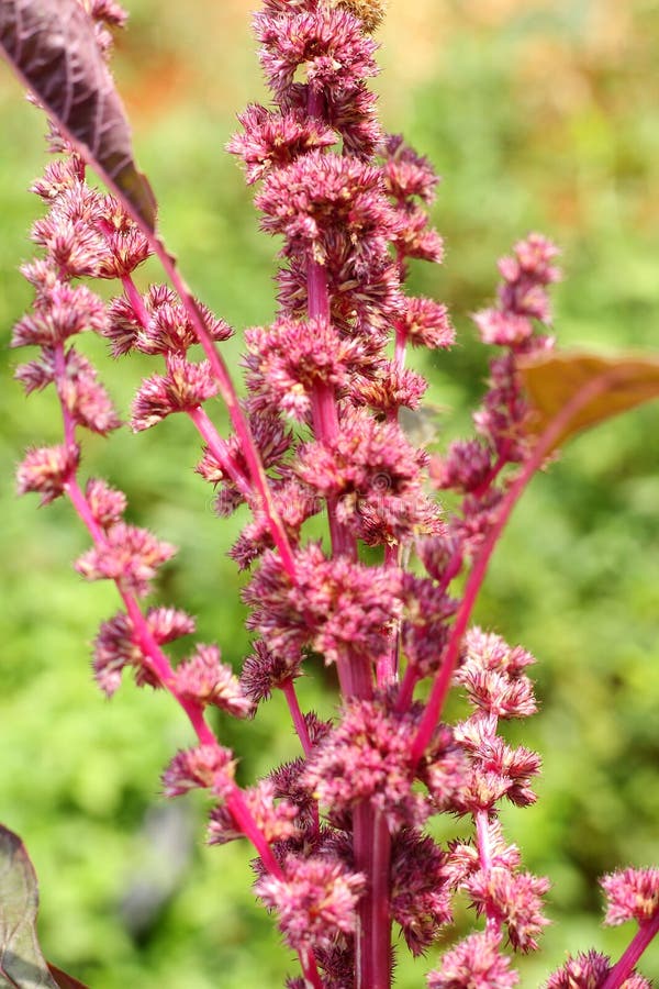 Organic Red Spinach Flower and Seeds Stock Photo - Image of closeup ...