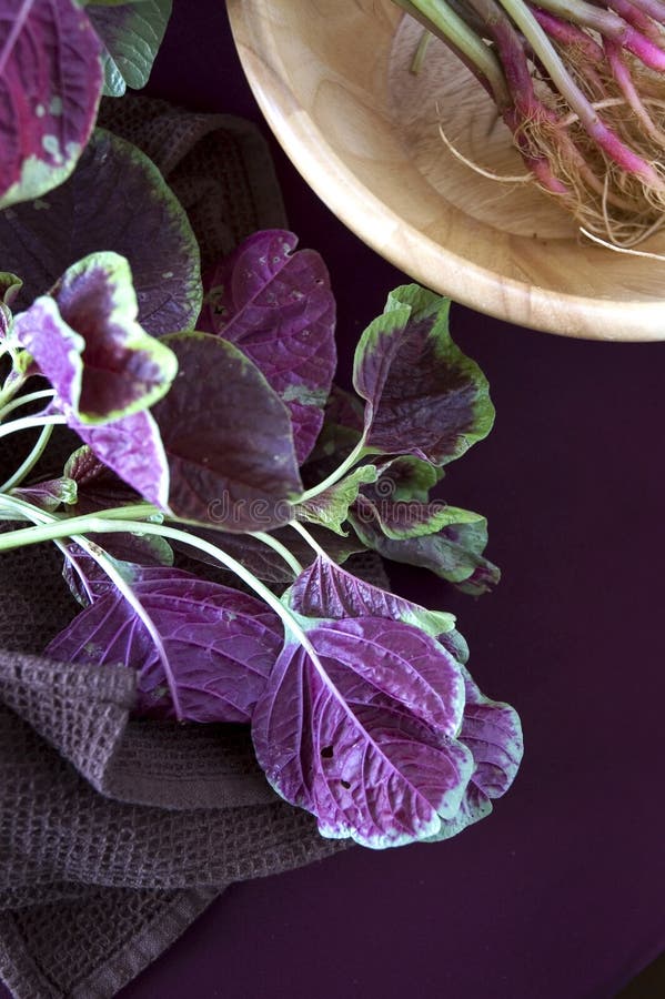Organic red spinach stock image. Image of roots, agriculture - 51956129