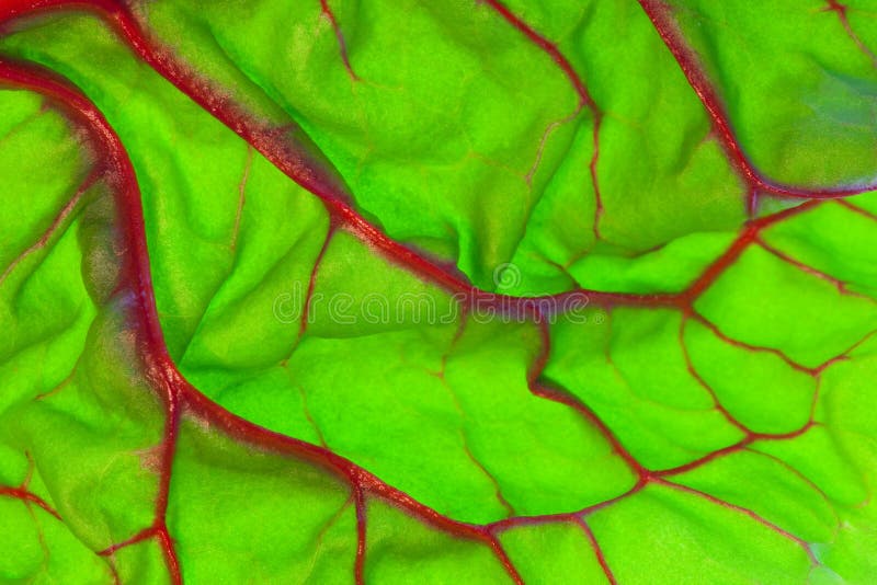 Organic Red Swiss Chard Leaf Detail Stock Image - Image of detail, leaf ...