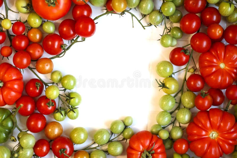 Organic Red Tomatoes. Fresh Red Tomatoes. Tomato Harvest. Summer ...