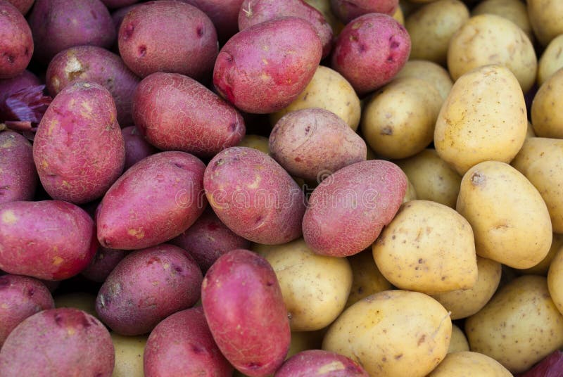 Multi-colored Fingerling Potatoes at an Outdoor Farmers Market. Stock ...