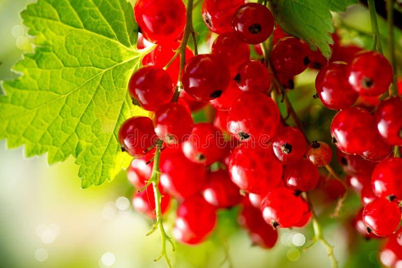 Summer fruits: Redcurrant stock photo. Image of herbalist - 1169314